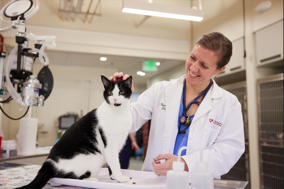 What Happens at an Annual Vet Visit? - Everhart Vet