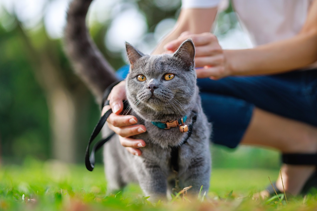 The Dangers of Backyard Breeding - Everhart Vet